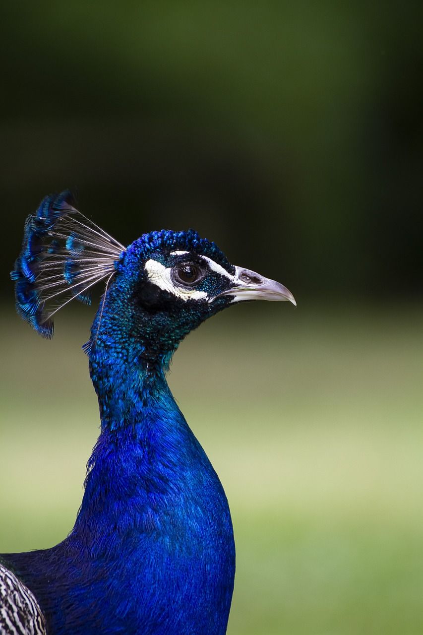 Los dyr – En dybdegående studie om dyrearter i vores omgivelser